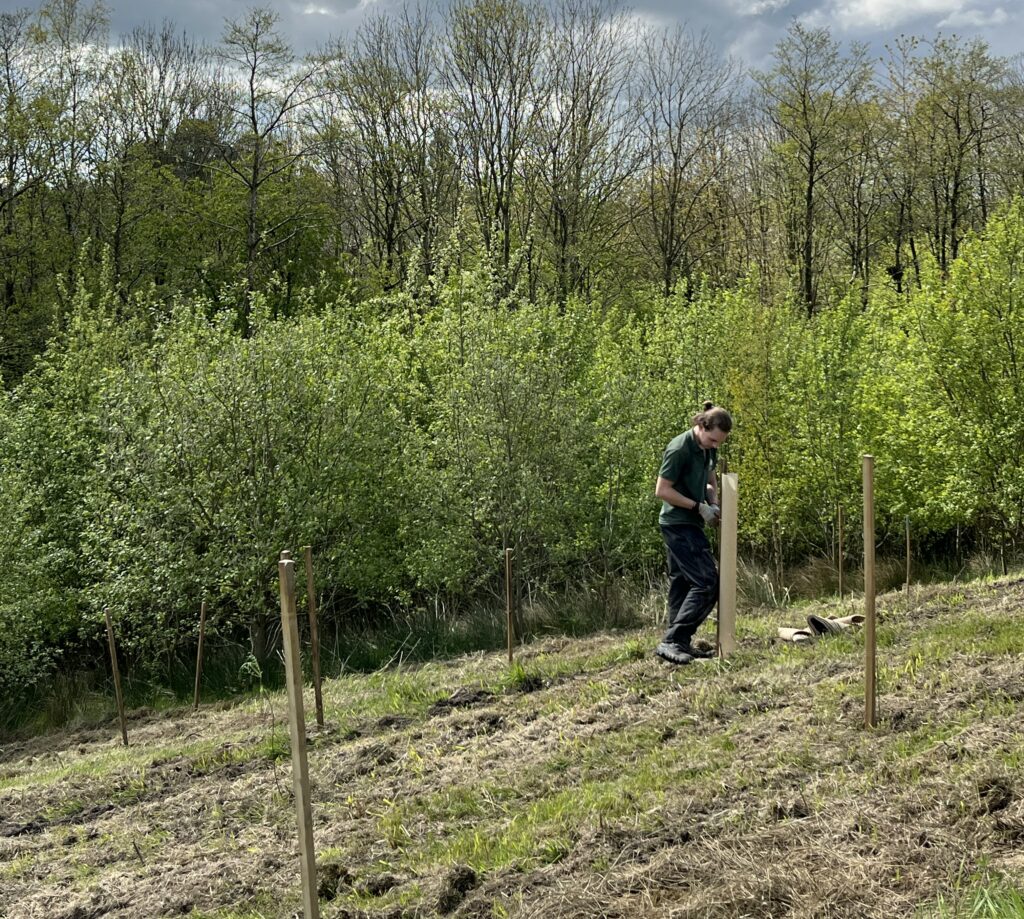Turning landfills into forests | Recycle for Greater Manchester